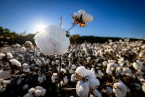 Our Legacy - Barnhardt